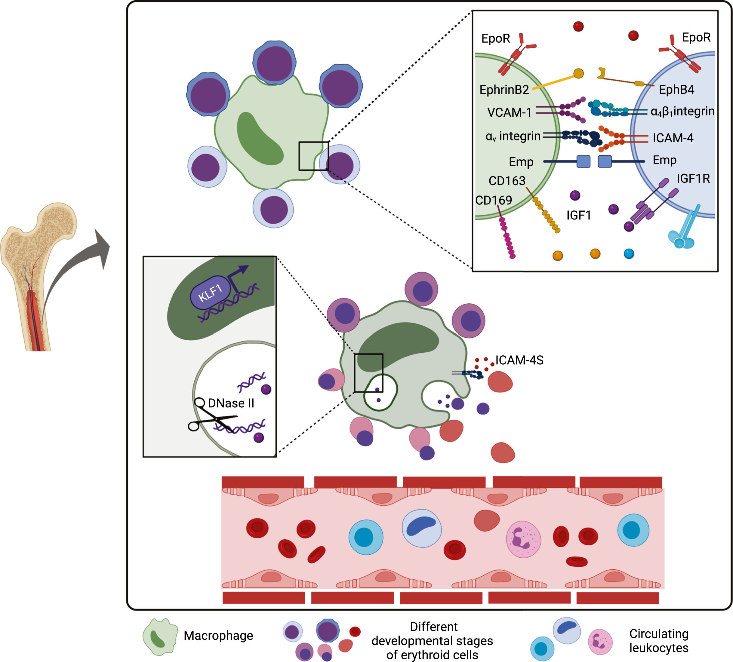 orthochromatic erythroblast function