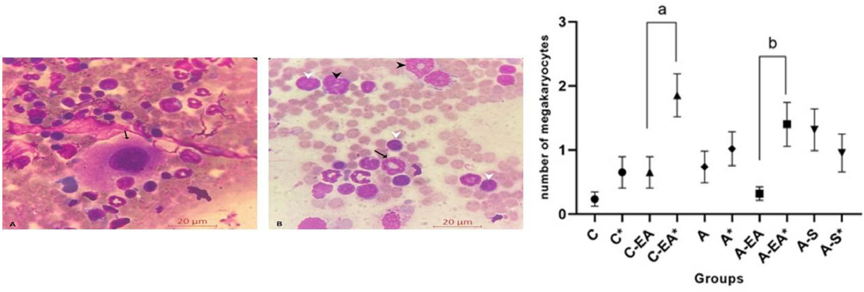 Electroacupuncture as a tool to stimulate bone marrow megakaryocytes in ...