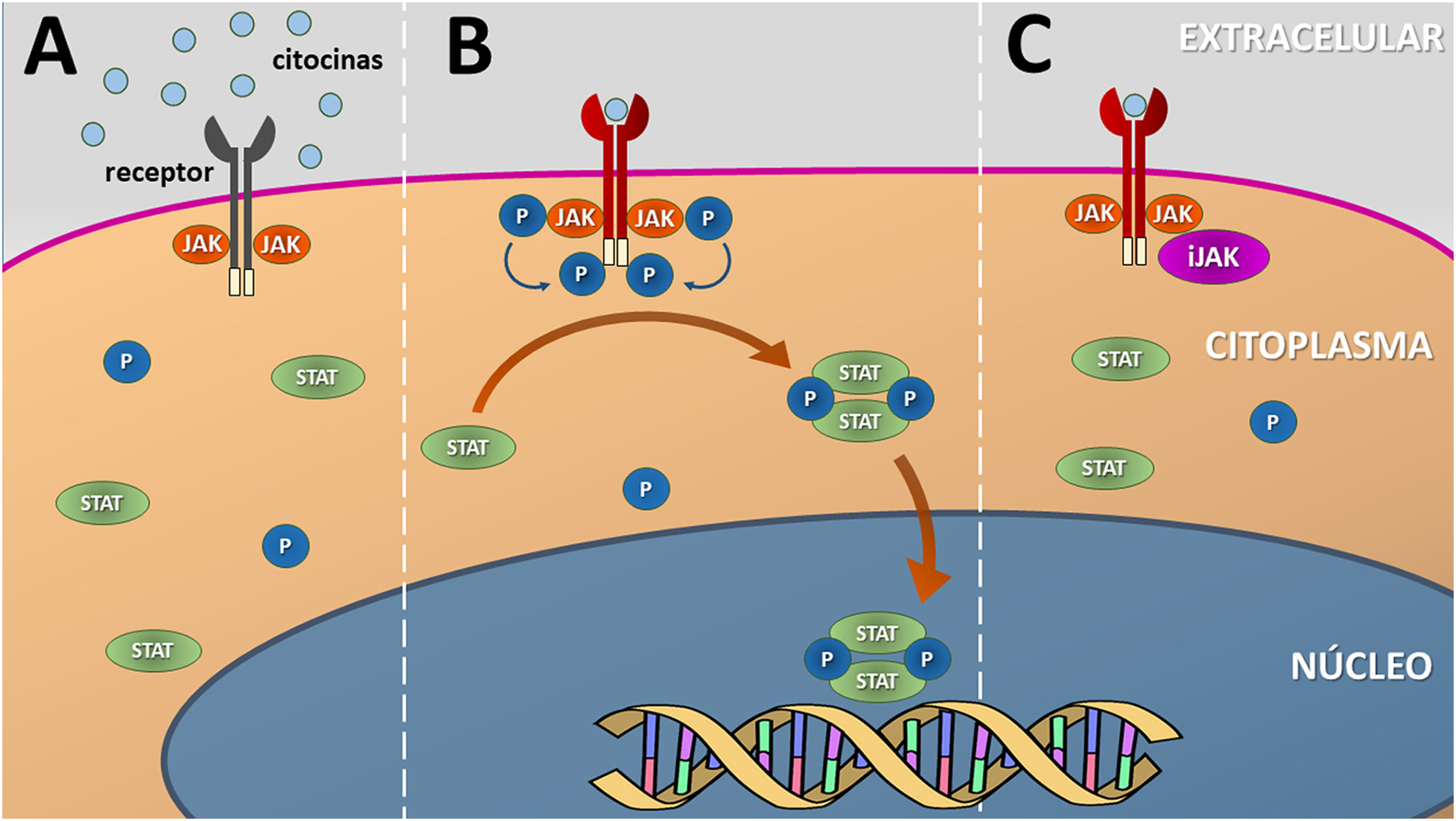 Inibidores da via JAK‐STAT na dermatologia | Anais Brasileiros de ...