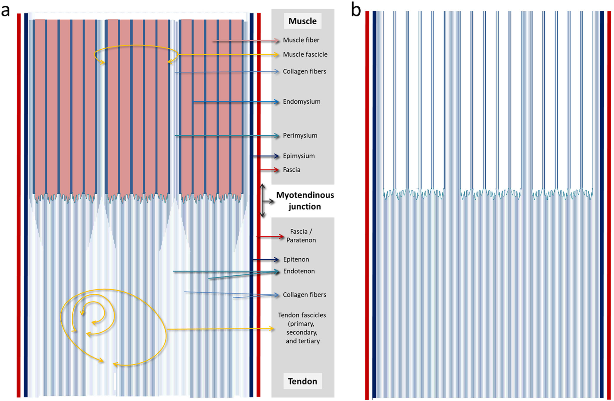 The musculotendinous transition of the extracellular matrix | Apunts ...