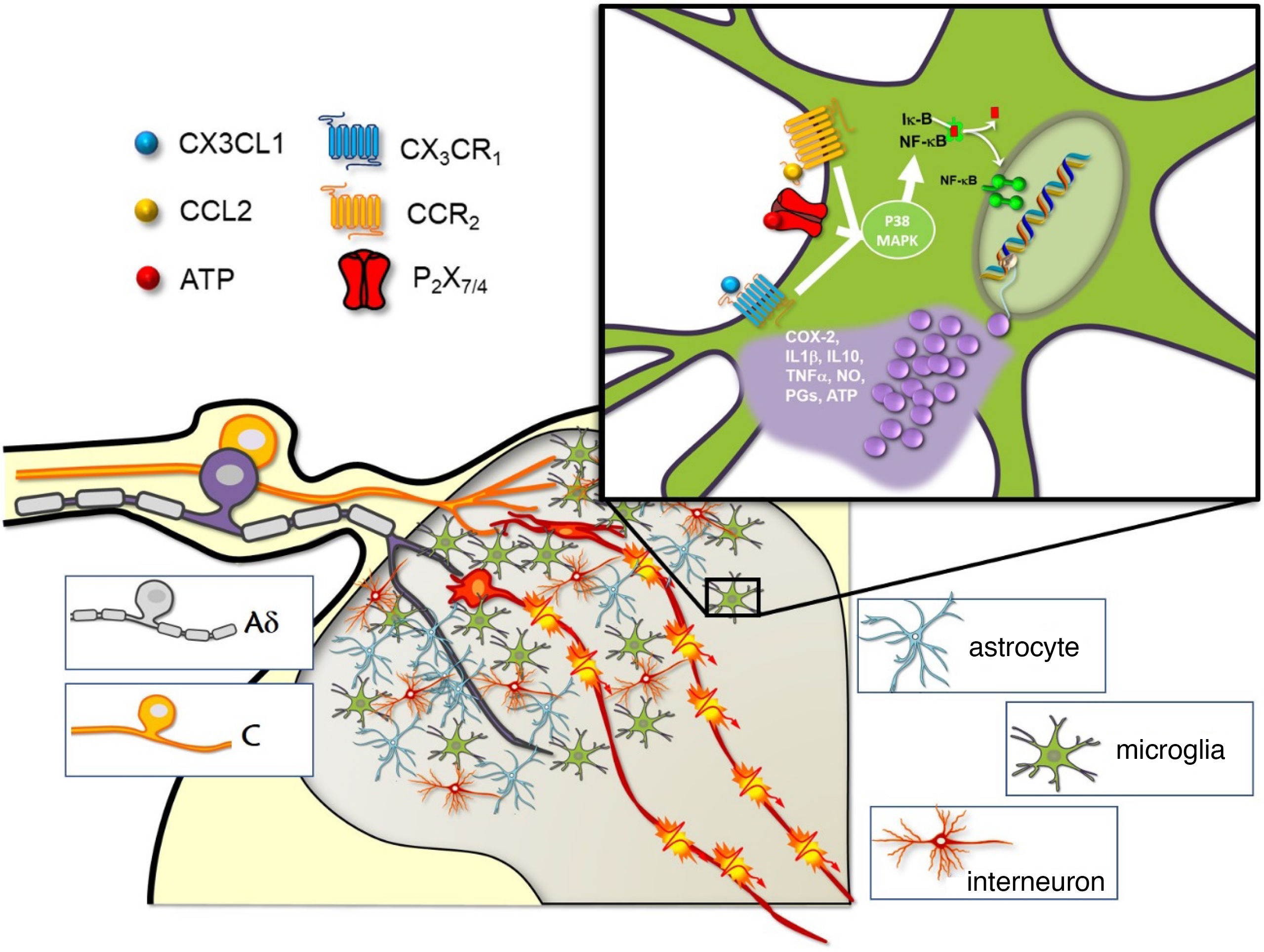 microglia diagram