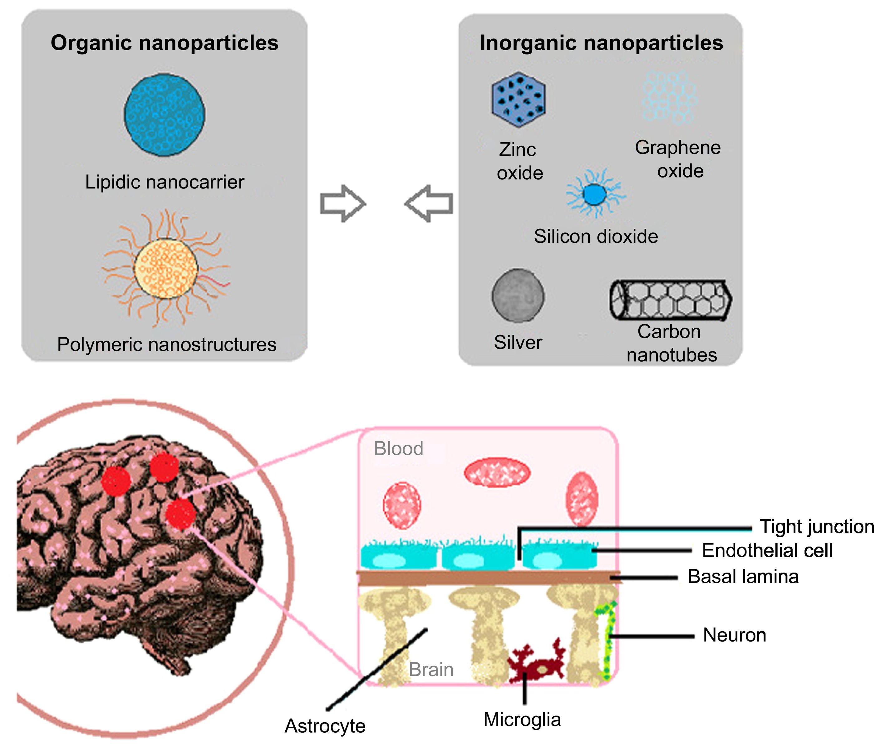 polymorphonuclear cells meningitis