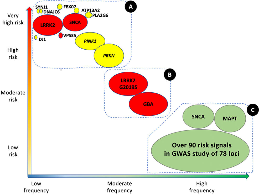 Genetics of Parkinson's disease: Dominant forms and GBA | Neurology ...